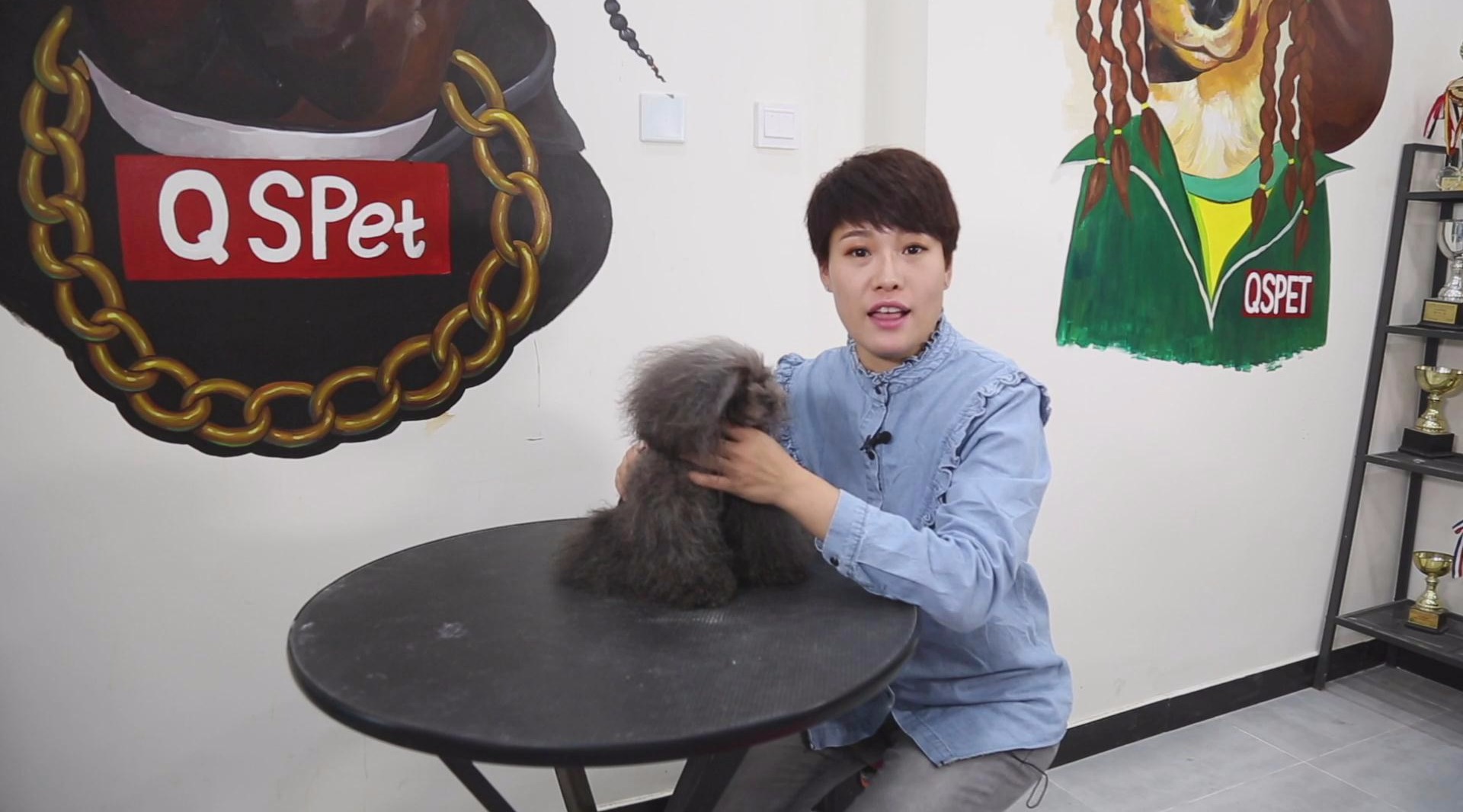 给卷毛狗狗拉毛的方法和技巧