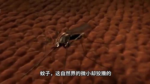 蚊子 自然界中狡猾的疾病传播者