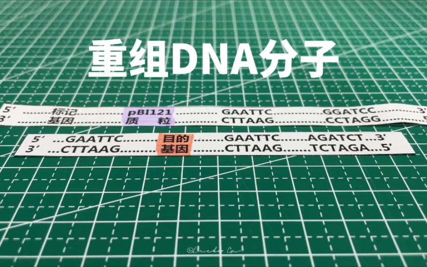 基因工程之重组DNA分子