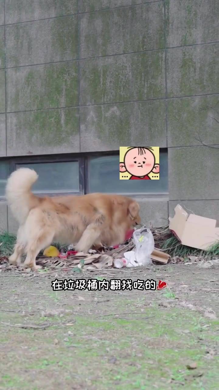 大学生可以在宿舍养宠物吗?