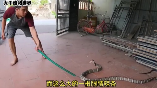 眼镜辣条闯进了老表的家门,老表又开始装了p