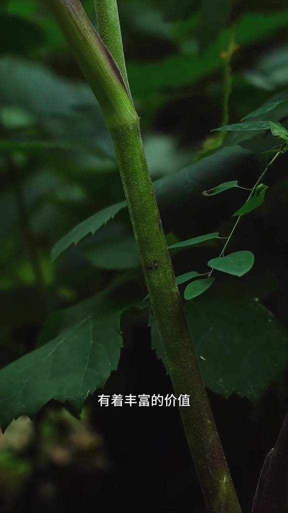 独活？独活是恶性杂草还是中药材？