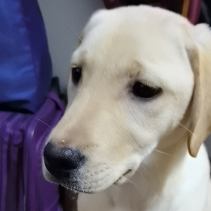 不想被淘汰的狗哥 