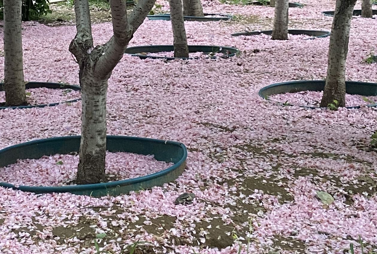 樱花结局