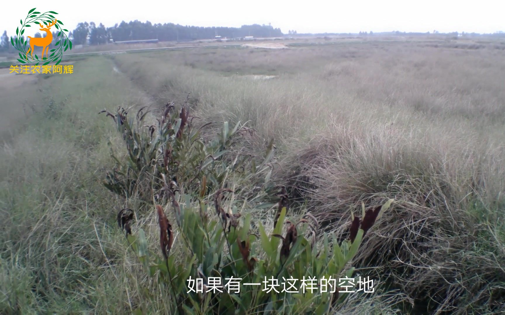 在农村有1大片土地,如何去使用?如果是你的,你会用来做什么?