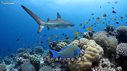 海底总动员!鹦鹉鱼硬喙御敌,鲨鱼突袭惊魂一刻