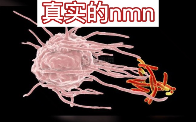 nmn的功效与作用是真的吗?