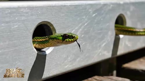 空心桥栏暗藏蛇类地铁站,钻入钻出太惊悚!