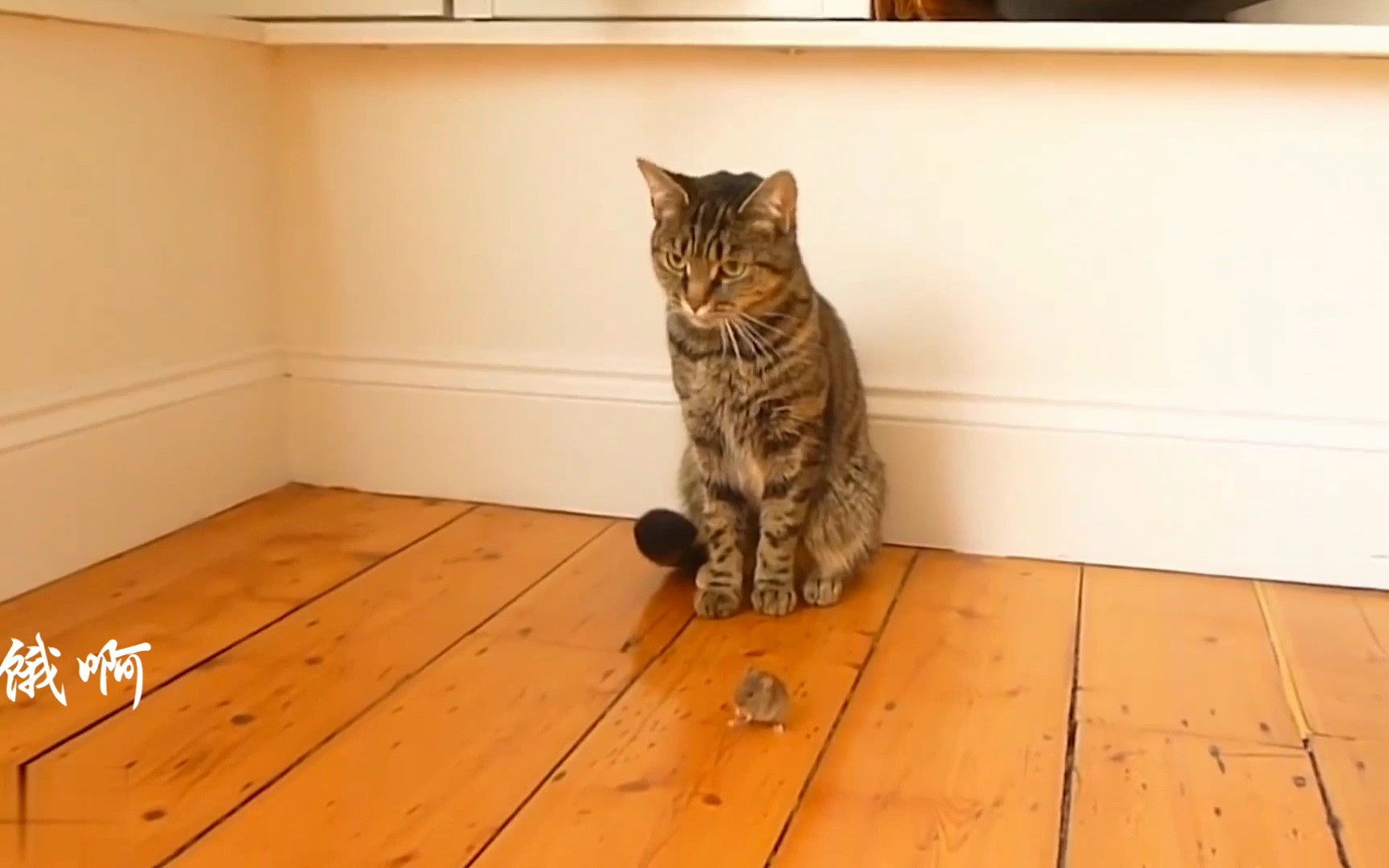 真实的猫捉老鼠视频,有意思。