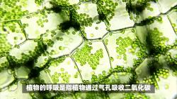 植物光合作用与呼吸作用的关系