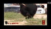 北京东方藏獒会所-百纳藏獒网制作出品