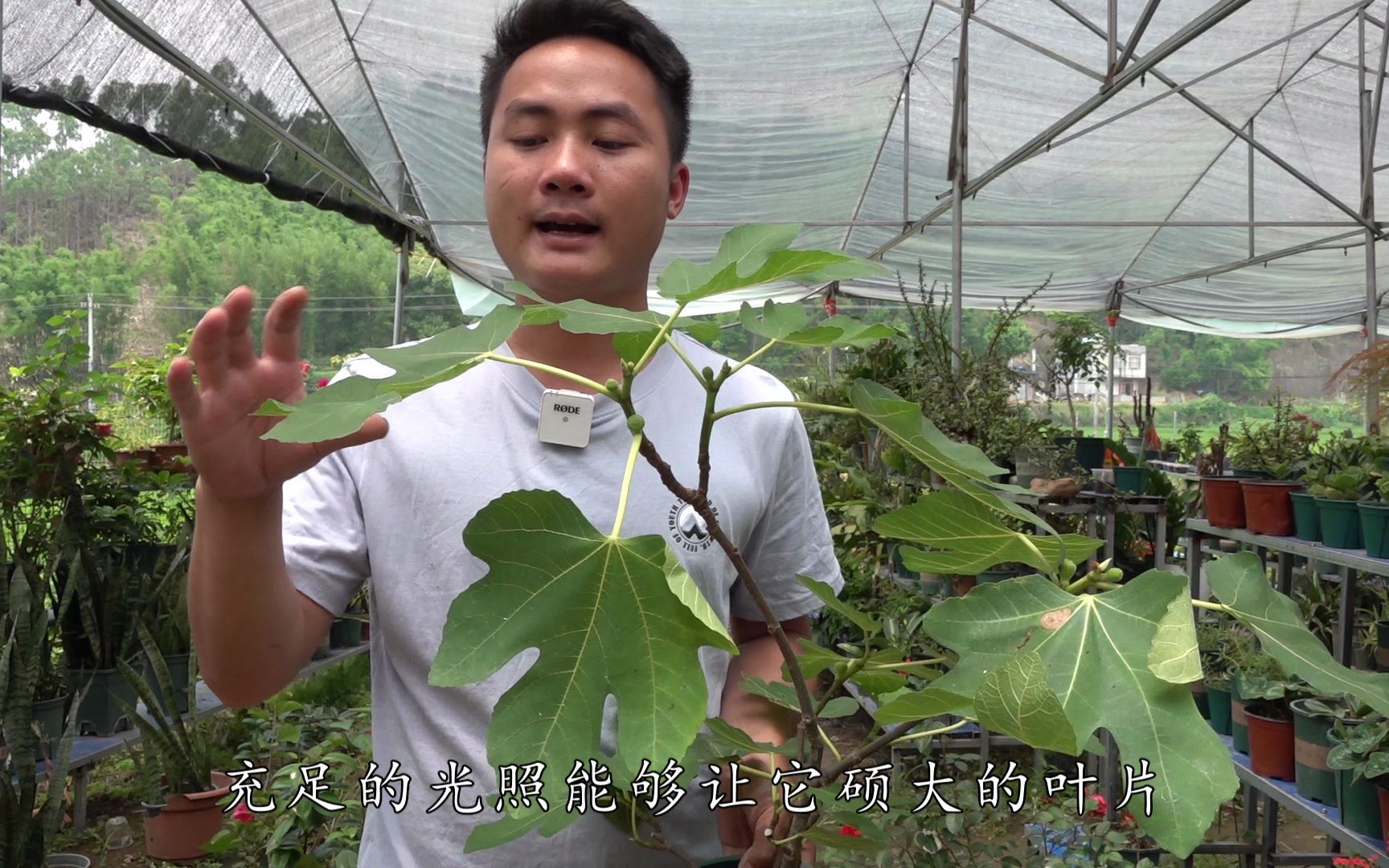 让无花果结果的秘密就是这勺小东西,谁用谁知道