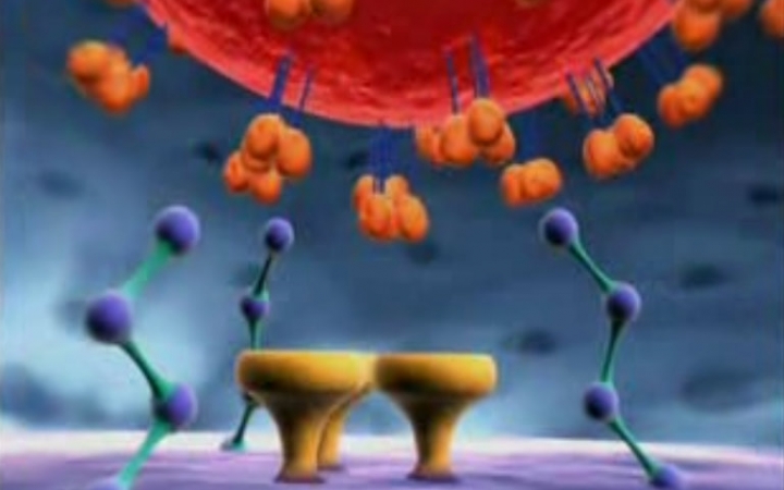 【野生字幕】艾滋病病毒复制3D动画(HIV Replication3D)
