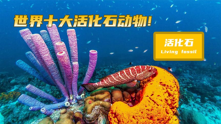 世界十大活化石动物,数个拥有几亿年历史的生物,你知道几个?