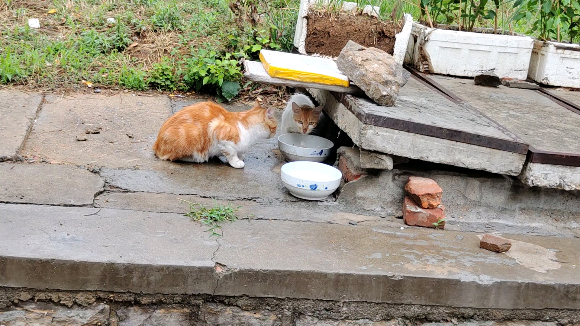 下雨天治愈的小动物们丨暹罗&二橘&小青蛙ߍ