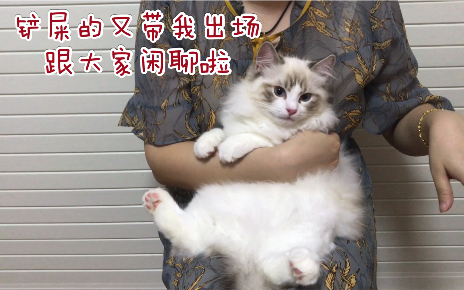 【布偶猫】简单闲聊一下品种猫协会和比赛
