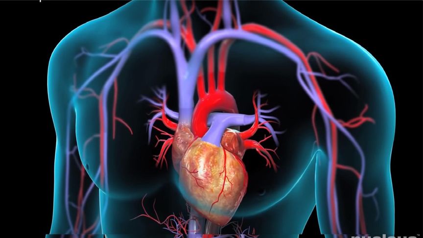 冠状动脉造影是怎么做的?心脏支架又是怎么放进去的?