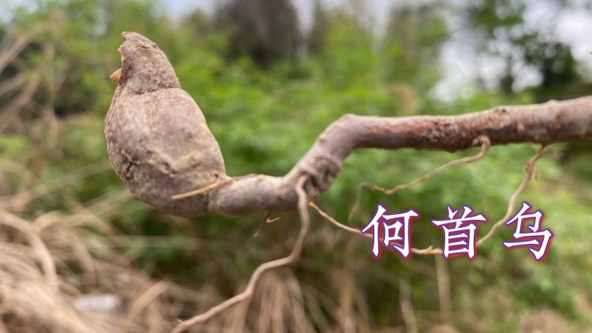 你见过“何首乌”长啥样吗?它到底有哪些作用,看视频了解更多