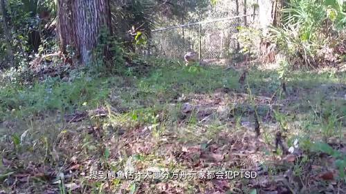 方舟模组生物记-恐鳄 碎骨猎肉的湿地暴君