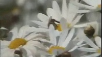 科学启蒙-果实的形成_标清