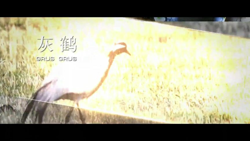 内蒙古大兴安岭北部原始林区,森林管护局,部分动物剪辑