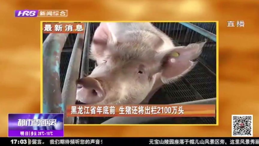 黑龙江省生猪生产加快恢复发展,年底前可确保生猪出栏2100万头