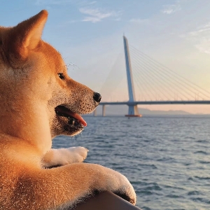m嘟尊 