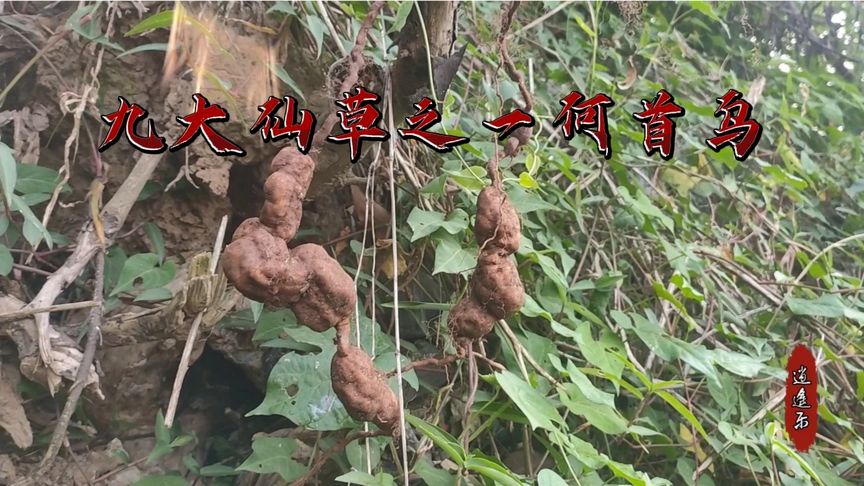 九大仙草之一的何首乌,拥有生熟异治的奇效,它还有另一用途呢