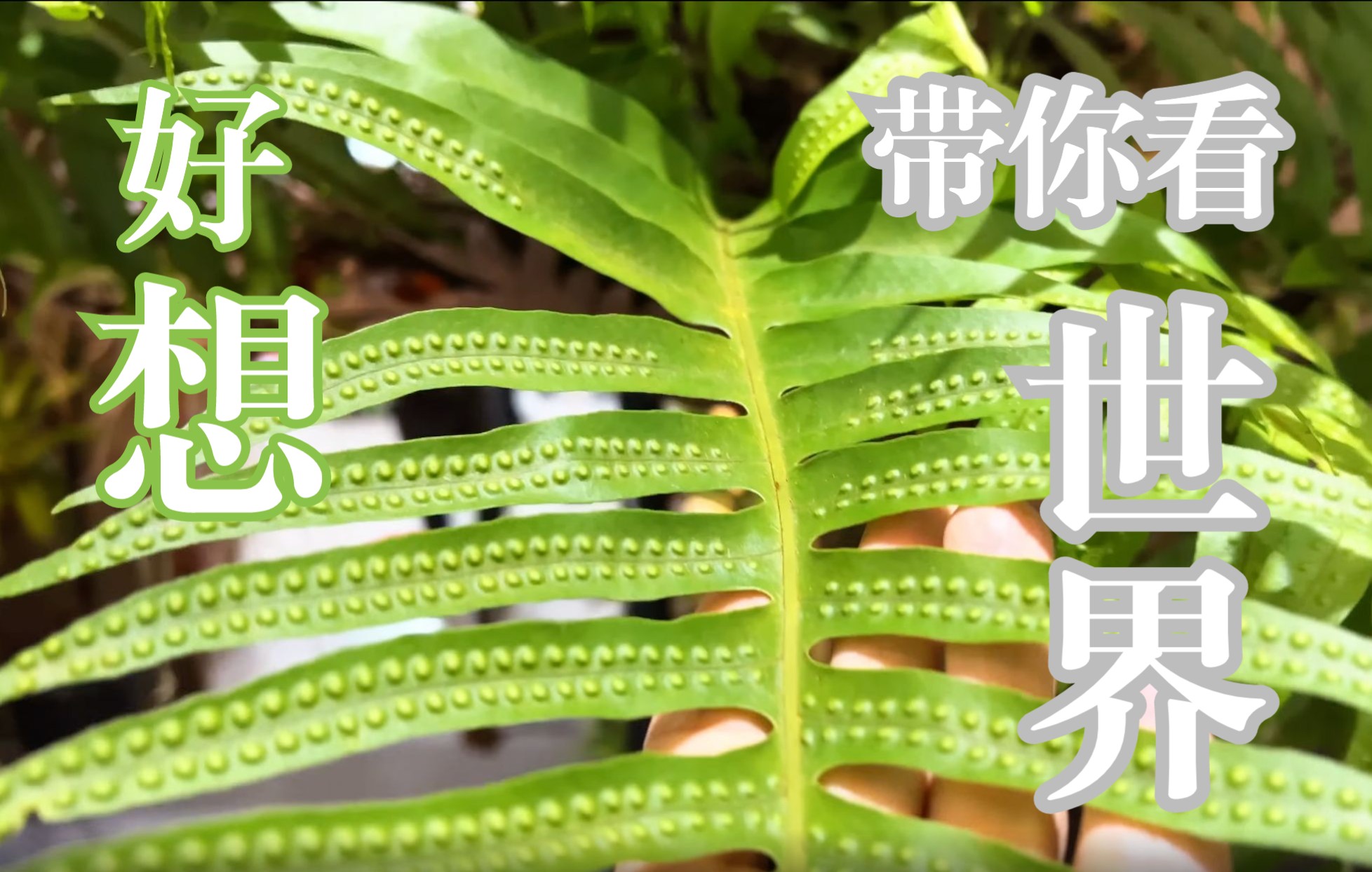 【搬运】带你看|第一部分|印度尼西亚热带植物展|FLOII convex ...