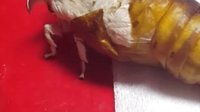 蚕蛹羽化变蚕蛾全过程