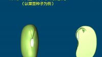 植物种子的结构