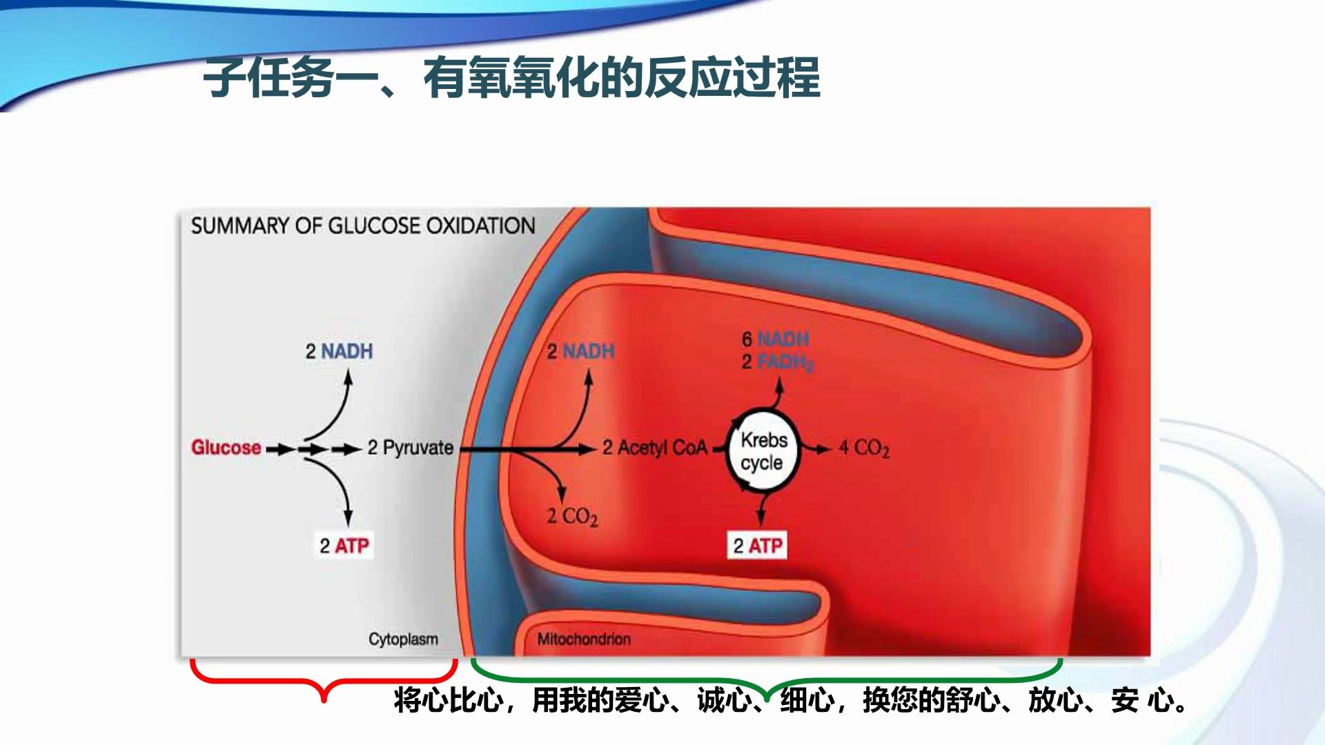 2糖代谢之葡萄糖形成丙酮酸