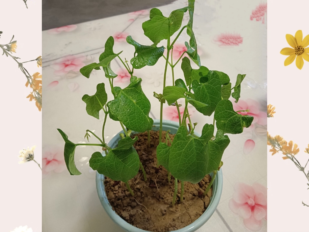 一个月的红豆苗生长记录,豆芽生长过程,