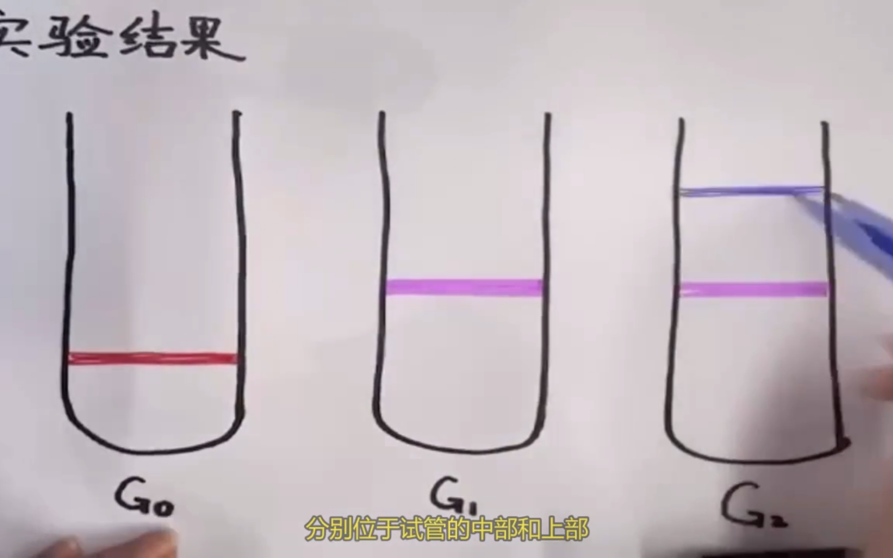 【生物学科普视频】实验证明DNA的半保留复制