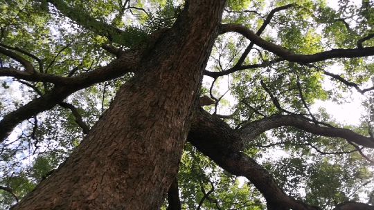 占地两亩多的香樟树你们那边有吗?我这里有一棵