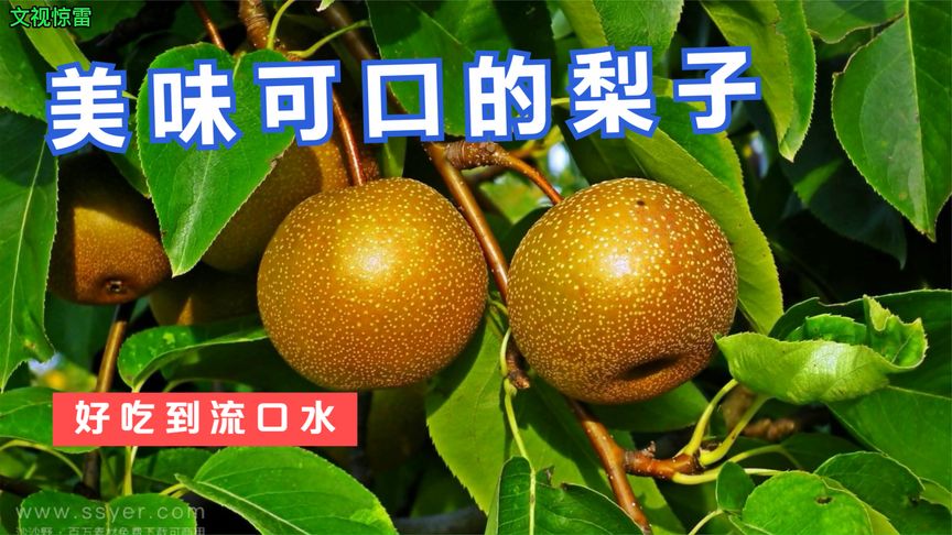 美味可口的梨,美味可口的果子,美味可口的水果