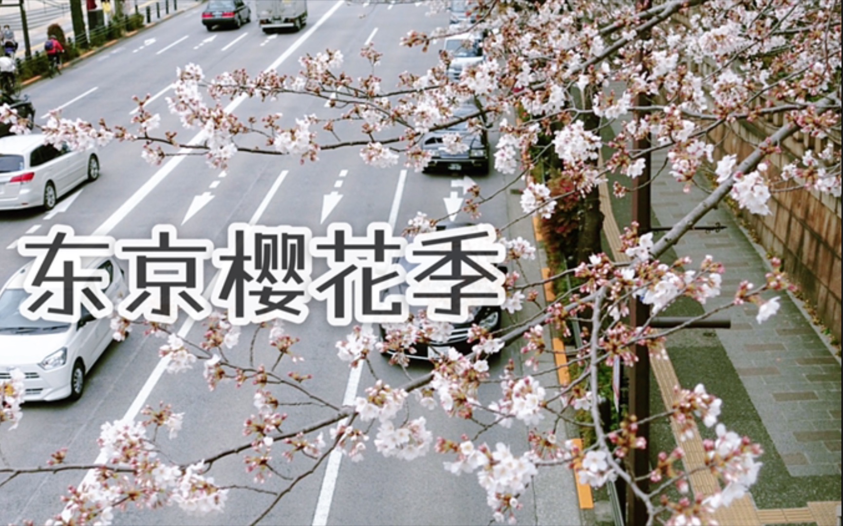 日本樱花季跟我一起云赏花|超高评分咖啡店|东京打工人日常
