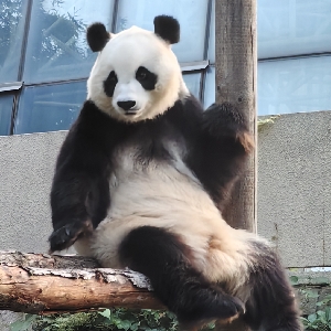 辰忆 