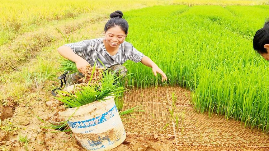 江西农村种植第二季水稻,姑娘用这种插秧新方法,速度真快