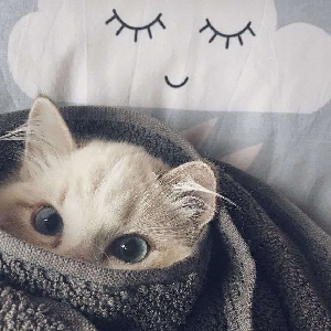 林林蚁巢 