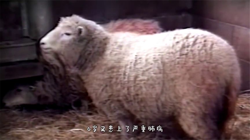 为何至今无人再提“克隆”了?克隆羊多莉的下场,让人脊背发凉!