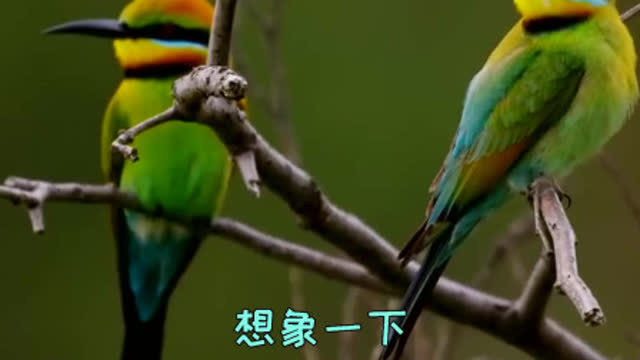 如果地球上没有人类,那会是个什么样子?看完大开眼界