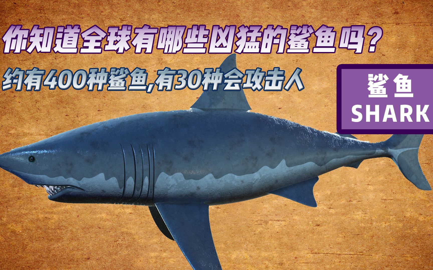 全球最凶猛的十大鲨鱼,没想到大白鲨才排名第二