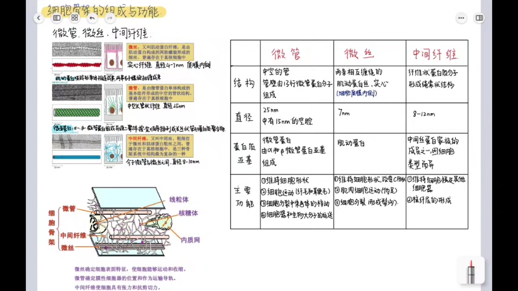 普通生物学之的—15分钟三个大题之细胞骨架与细胞连接