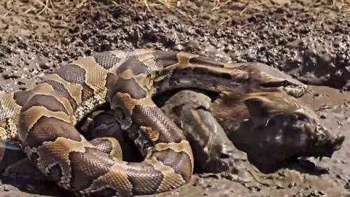巨蟒突袭!无声死亡倒计时,最后瞬间画面太震撼