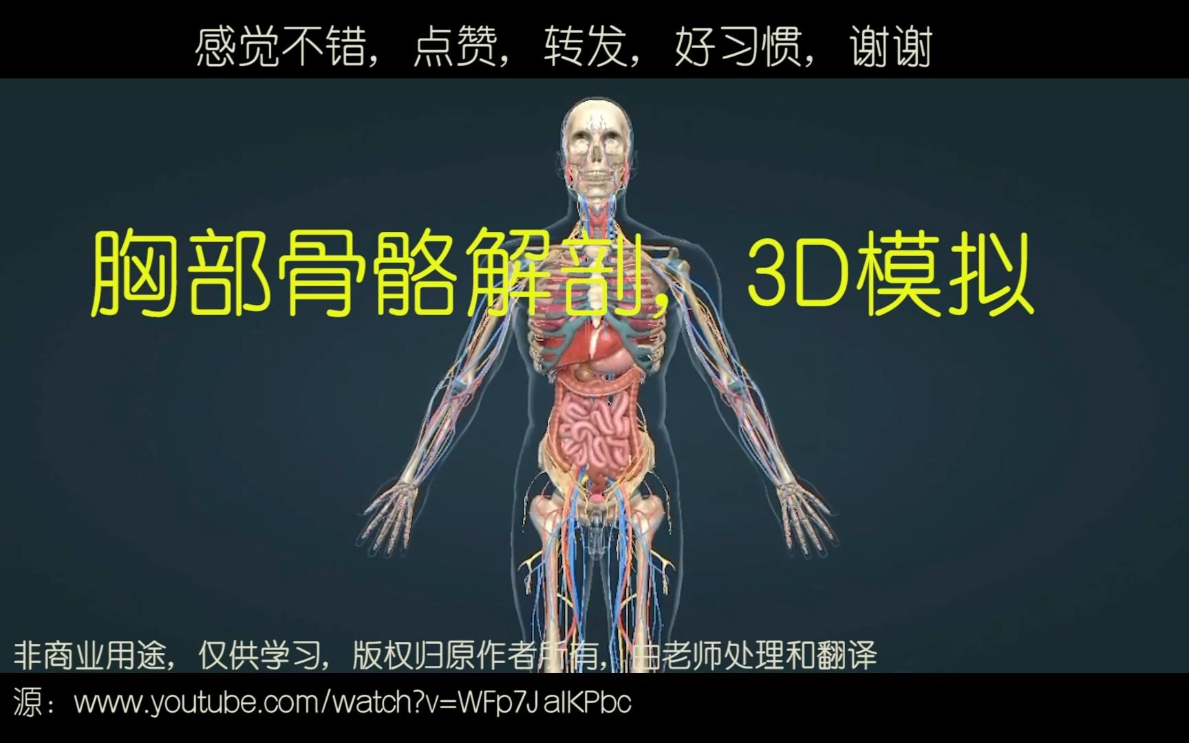 胸部骨骼解剖,3D模拟