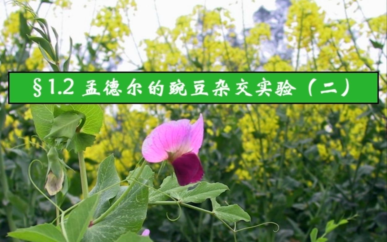 【录课】孟德尔的豌豆杂交实验(二)
