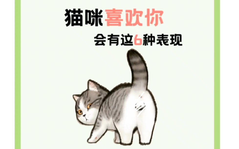 养猫小技巧118:猫咪喜欢你的六种表现,铲屎官们快来看看吧!