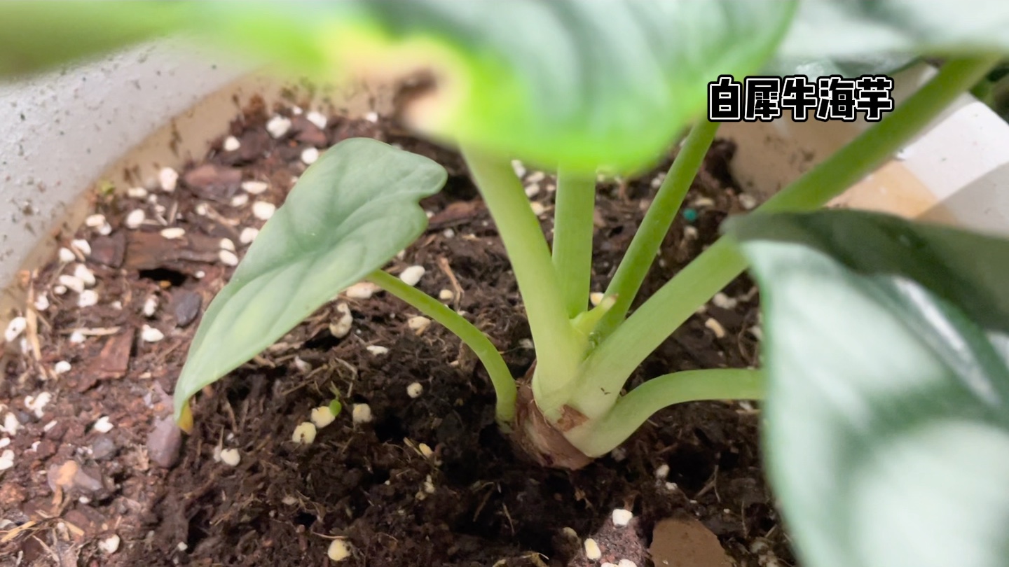 #我的植物成长日记主题:新芽新生总是带来希望比如叶子的生长新芽的...