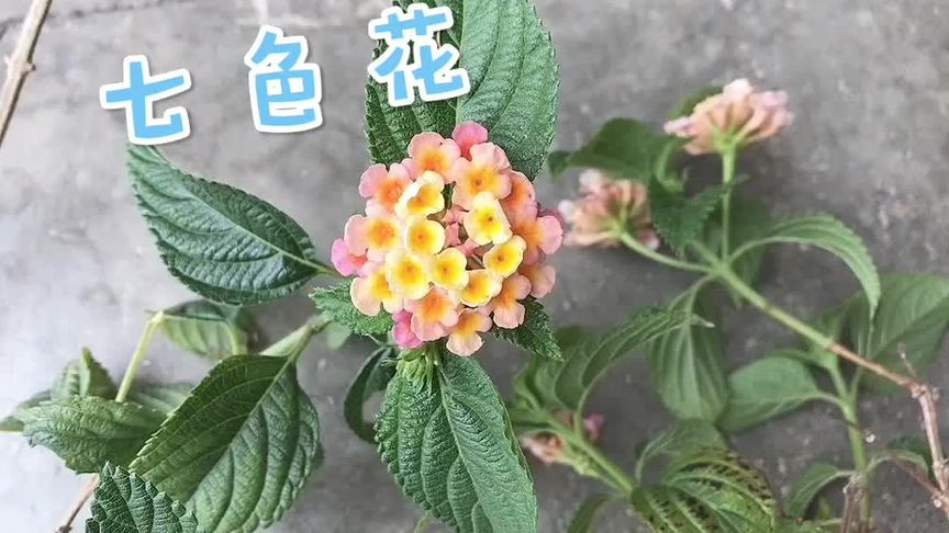 农村人常用这三种草药洗澡,大人身体好,小孩不哭闹,推荐给大家